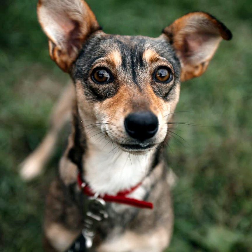 Взрослая собака в добрые руки