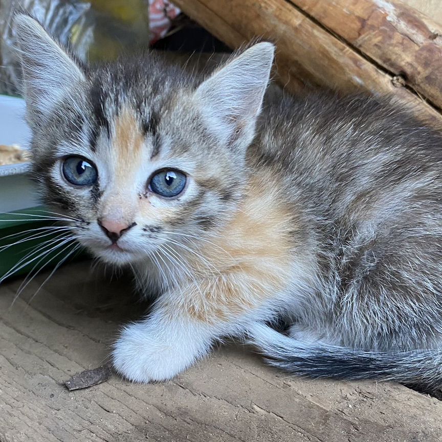 Котенок в добрые руки