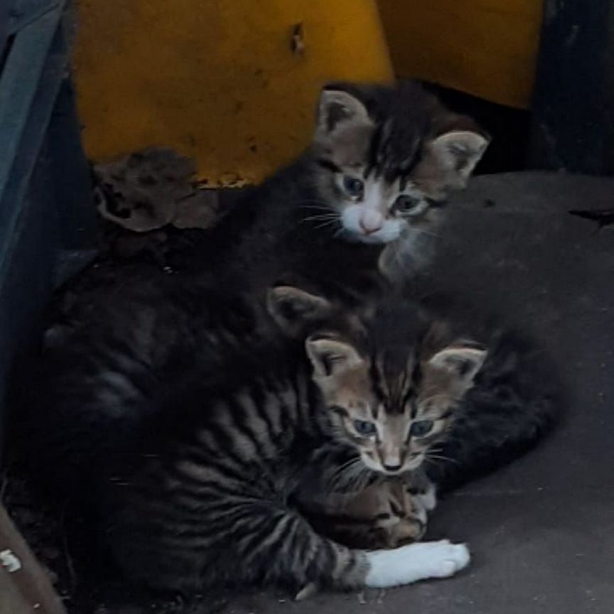 Котятам нужена временная передержка