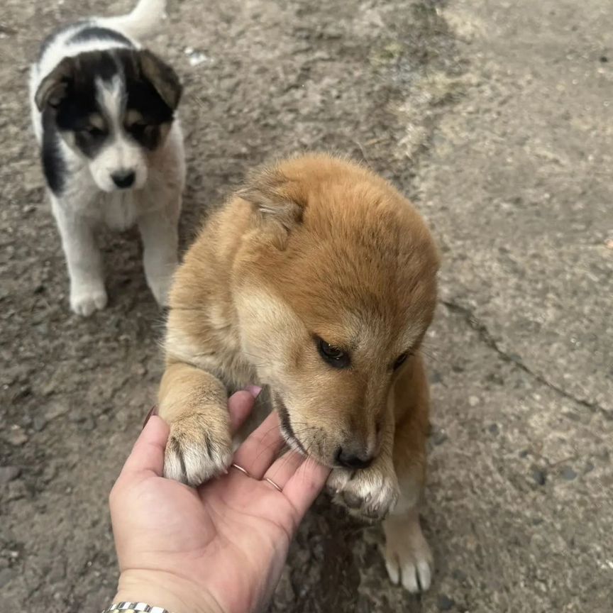 Щенок в добрые руки