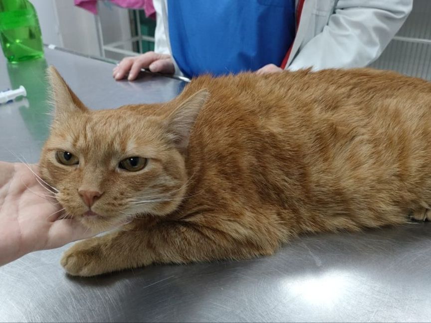 Котик. Бросили в клинике на усыпление. Ищет дом