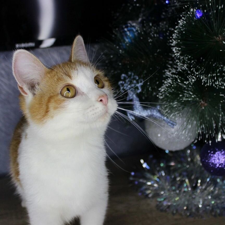 Ласковый котёнок ищет дом
