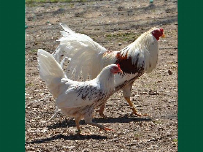 Йокогама, семья