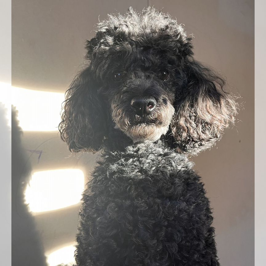 Карликовый пудель, вязка