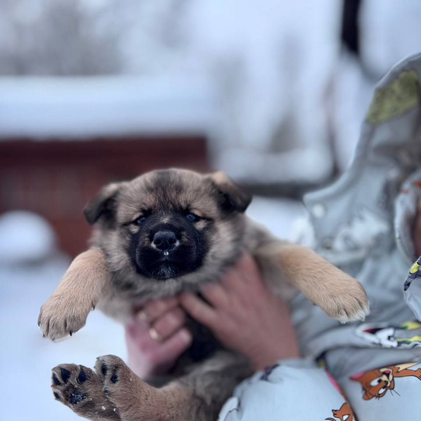 Щенок в добрые руки