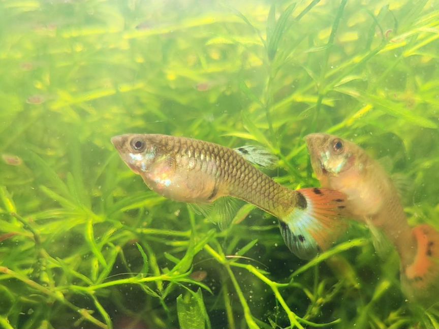 Рыбки гуппи