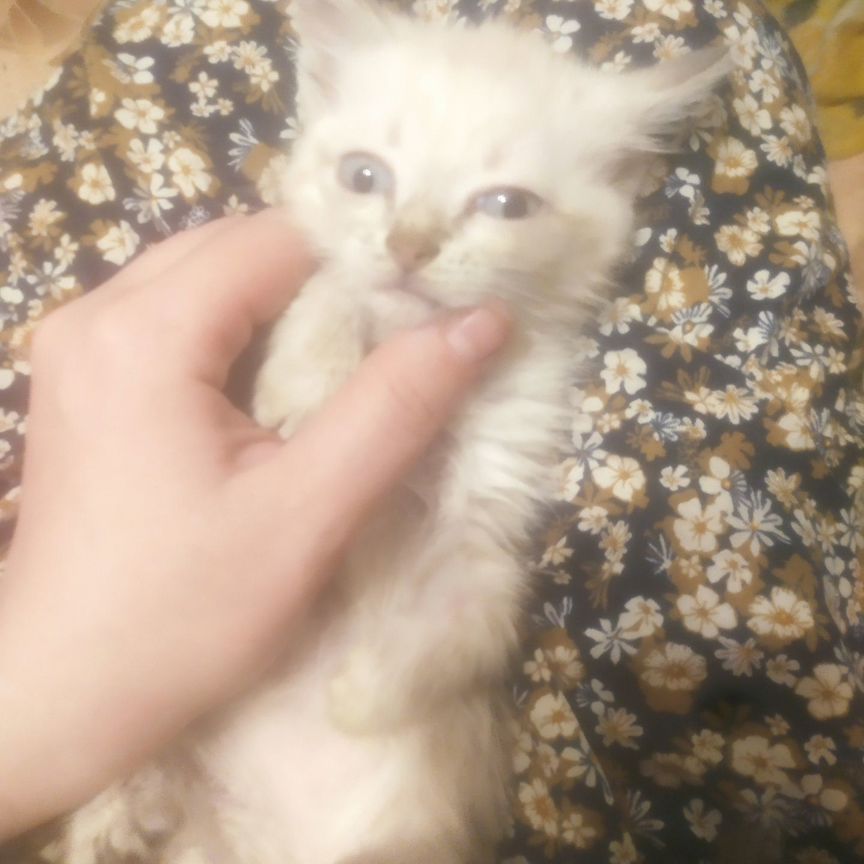 Малыши ищут себе семью