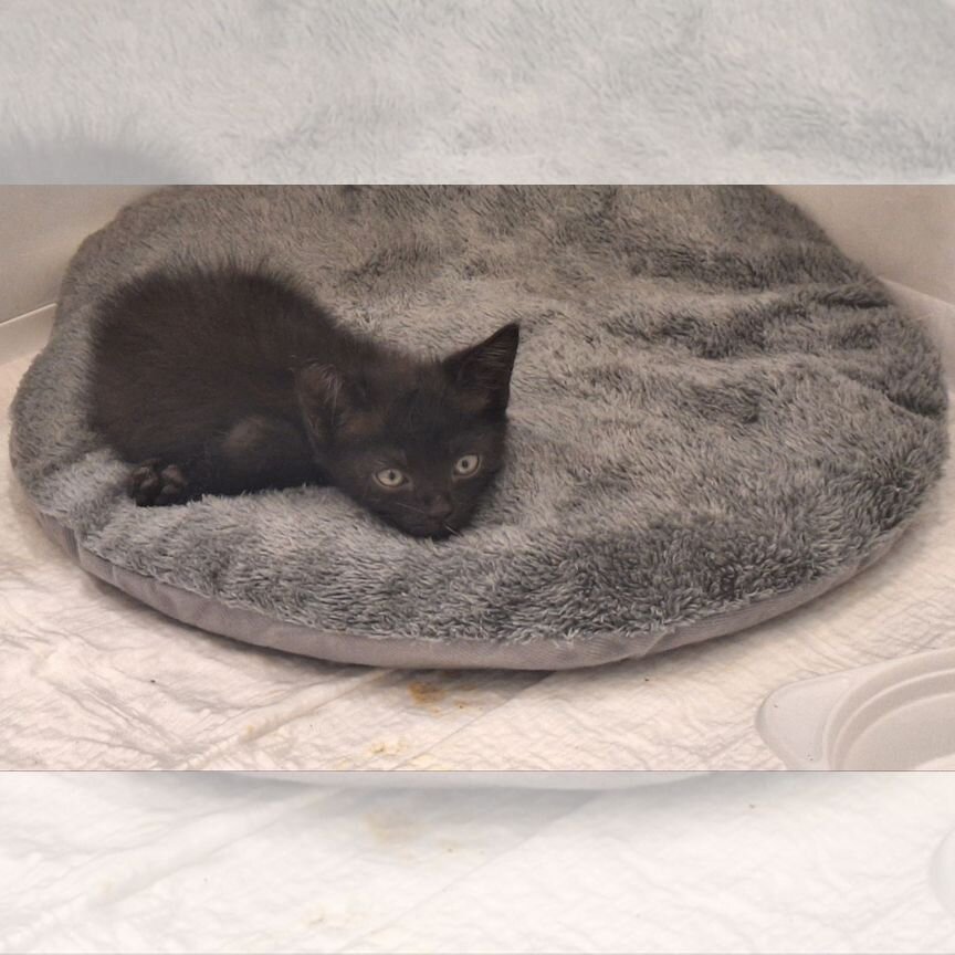 Котенок Ромашка с улицы