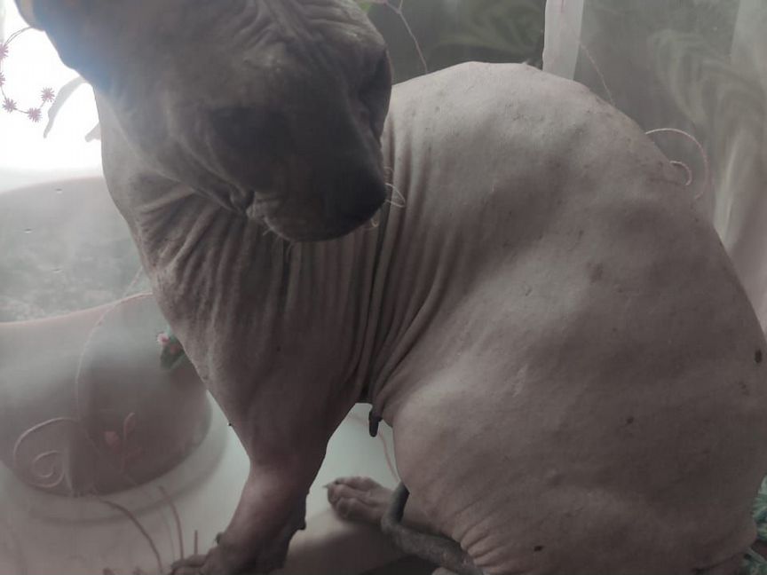 Молодая кошечка сфинкс ищет дом