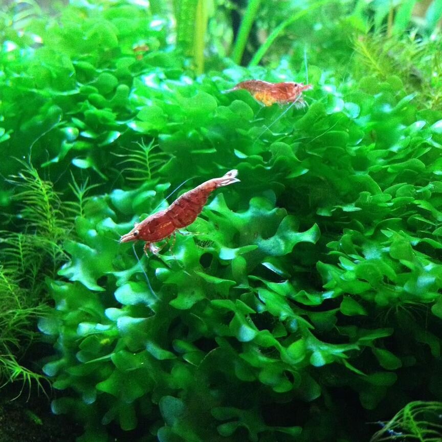 Ломариопсис - Мох на лаве вулканической, пучок