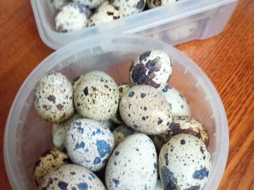 Яйцо инкубационное