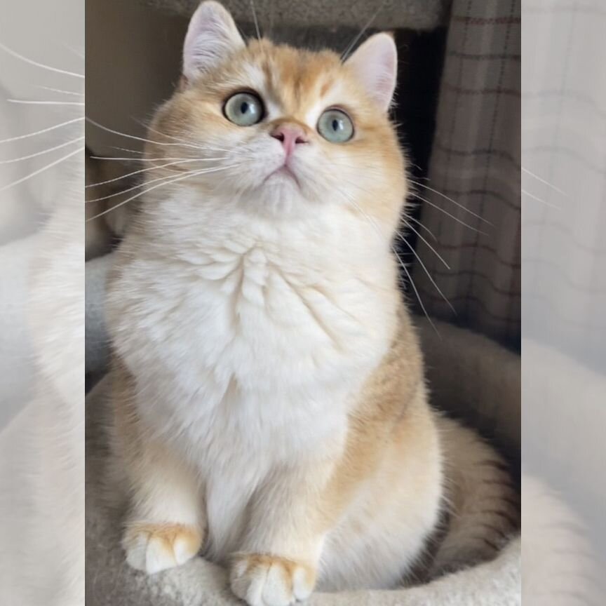 Британский кот, золотая шиншилла