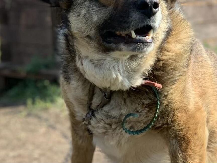 Собаки бесплатно