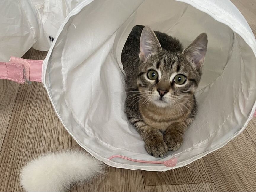 Котенок кошка кот в добрые руки