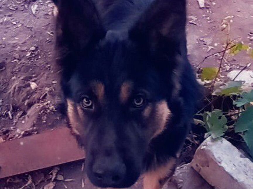 Собака в добрые руки отдам бесплатно