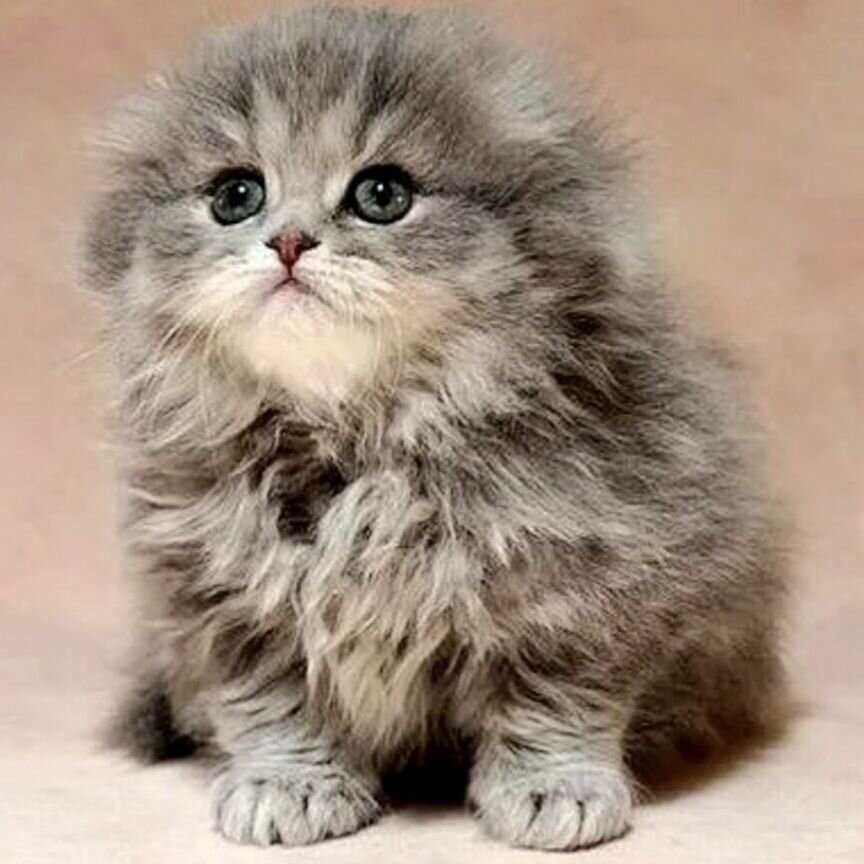 Шикарные Вислоушки) окрас Табби