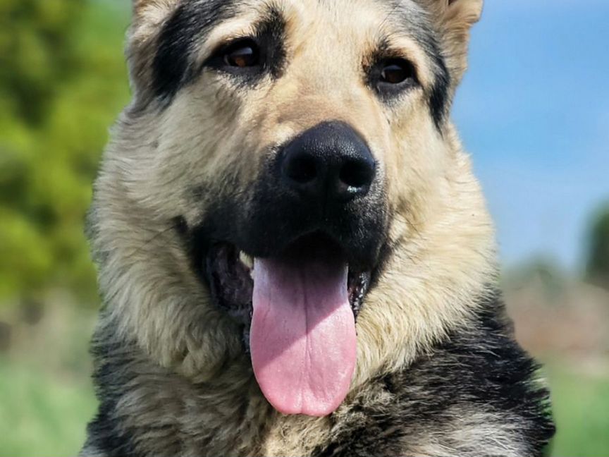 Восточноевропейская овчарка