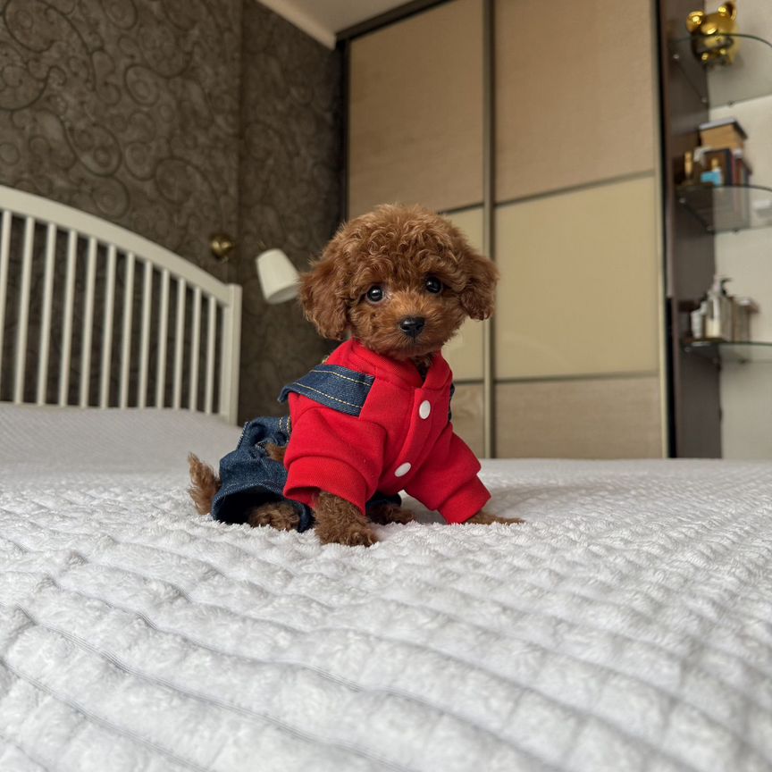 Той-пудель, щенок