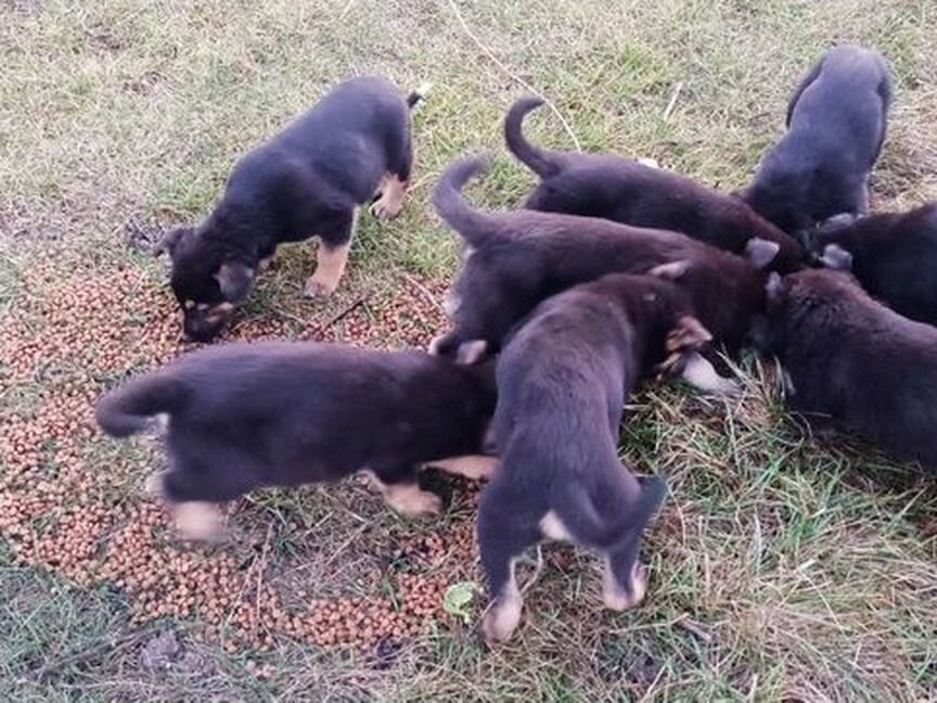 Малышей бросили на даче