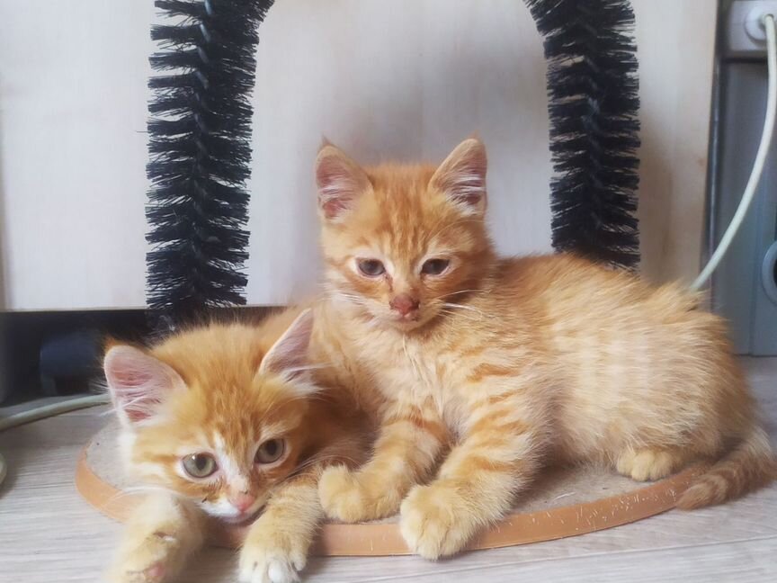 Котята рыжики
