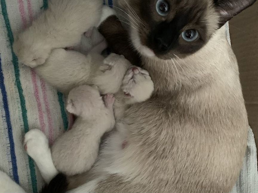 Котята тайские