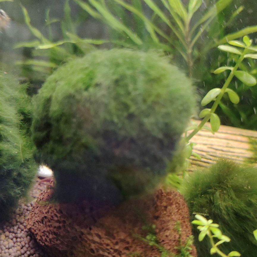 Мох шар в аквариум