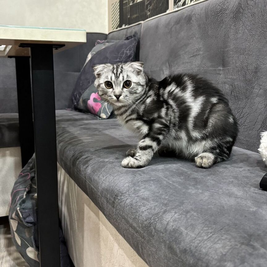 Шотландский вислоухий короткошёрстный котёнок