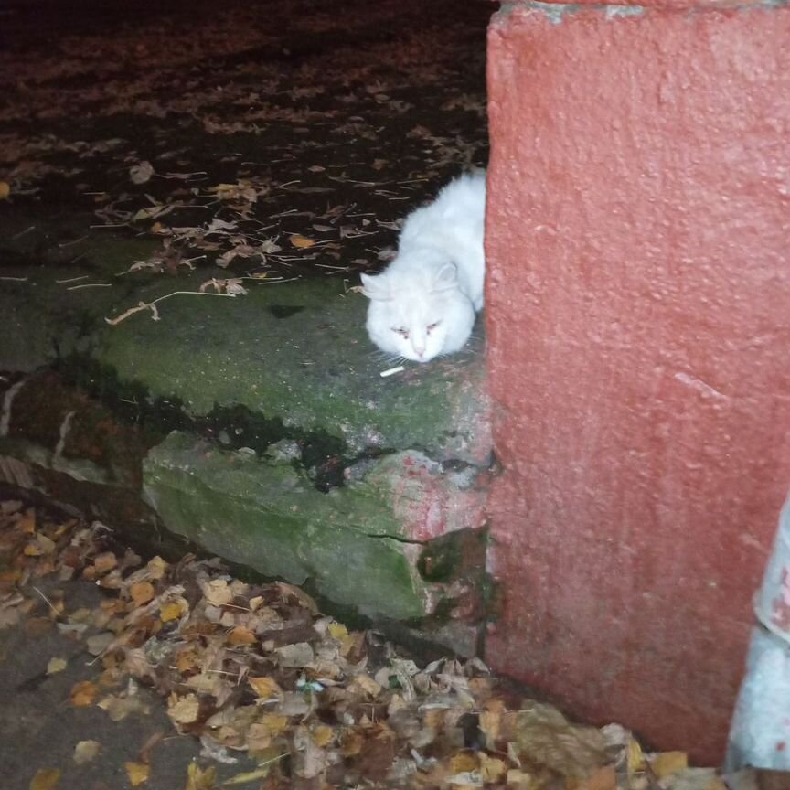 Турецкая ангора, взрослый кот