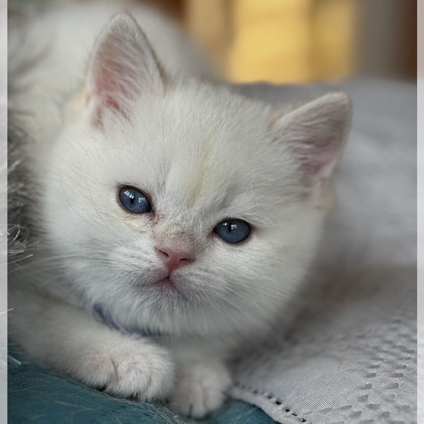 Британский короткошёрстный котёнок