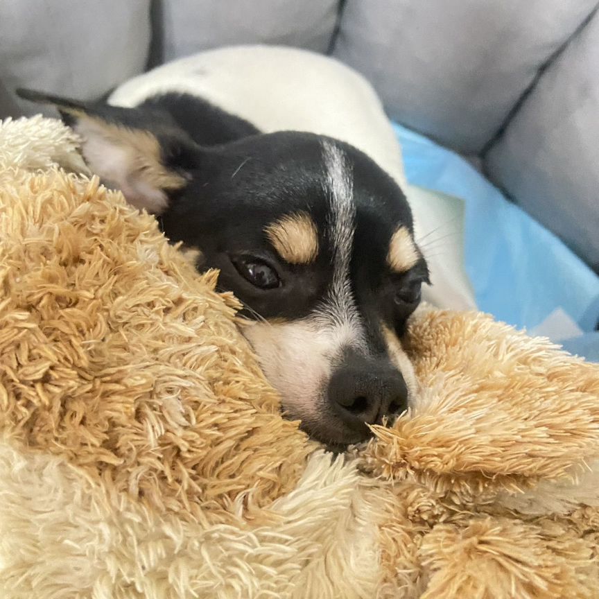 Русский той-терьер, щенок