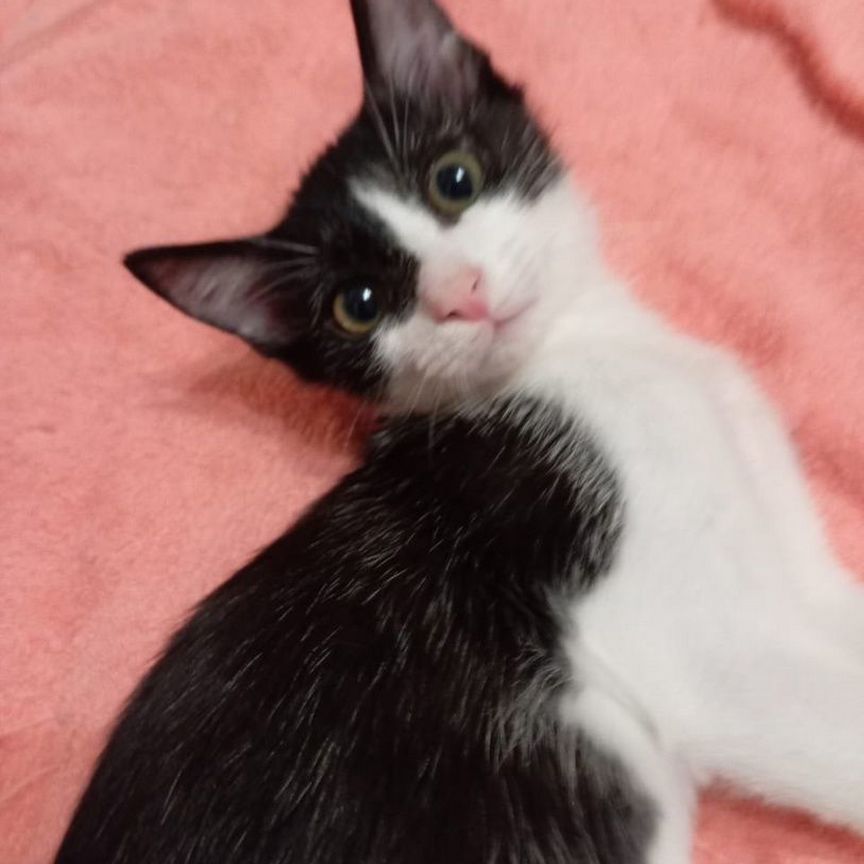 Бумер котенок в добрые руки ласковее просто нет