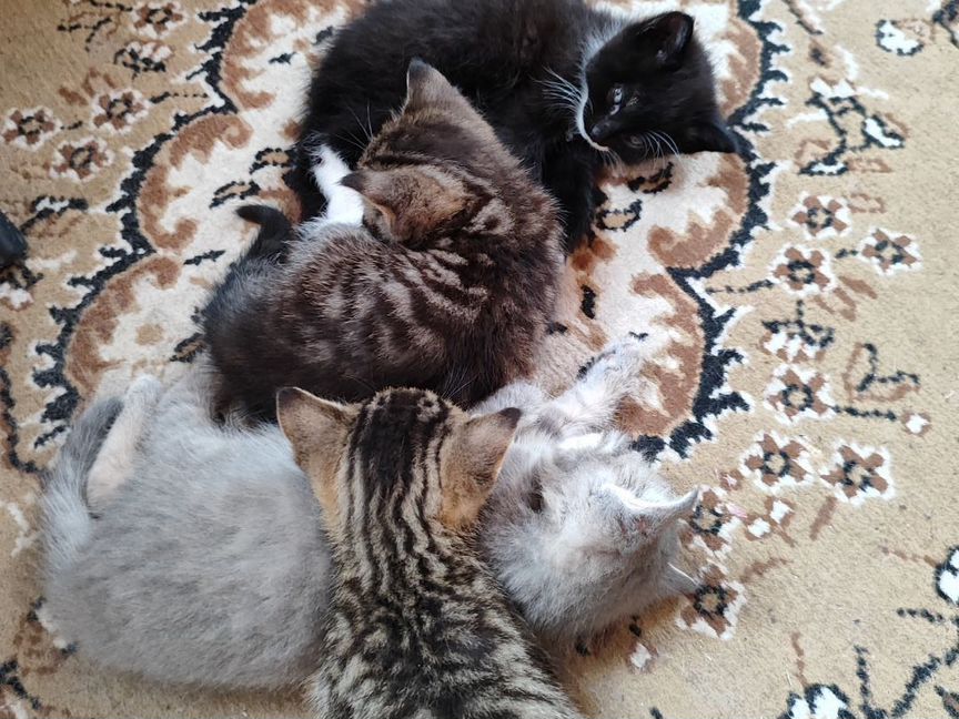 Котята в хорошие руки