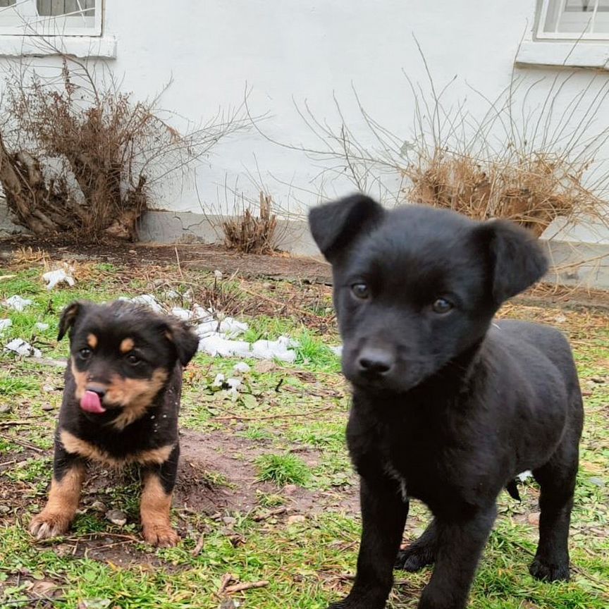 Щенки. В добрые руки. Большими не вырастут
