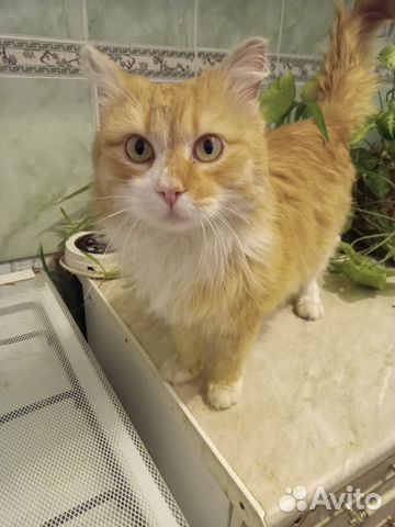 Бесплатно в добрые руки