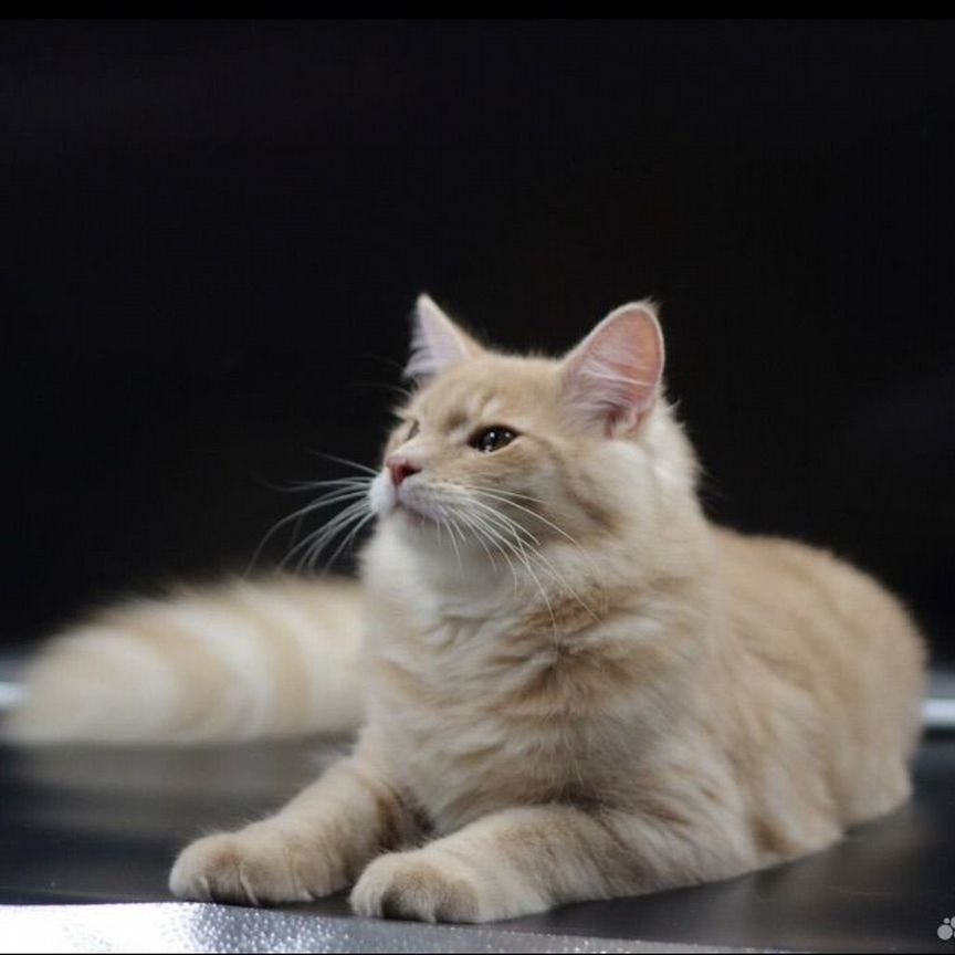 Симба-королевский котик