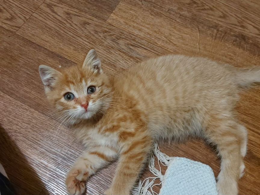 Рыжее солнышко