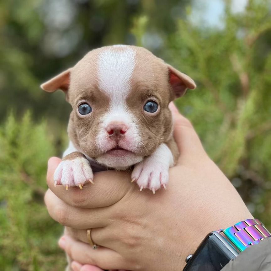 Микро булли (нано)