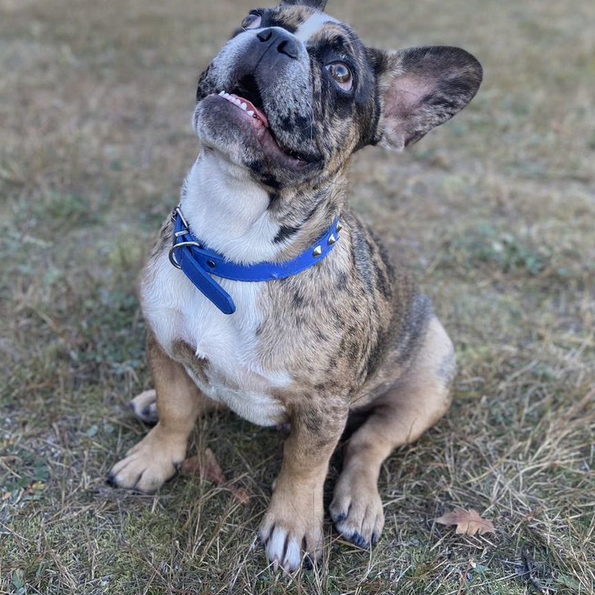 Вязка француз