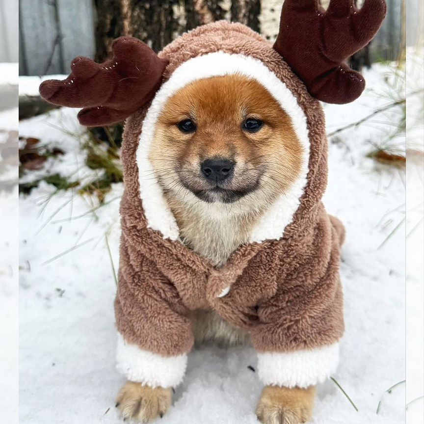 Сиба-ину, щенок