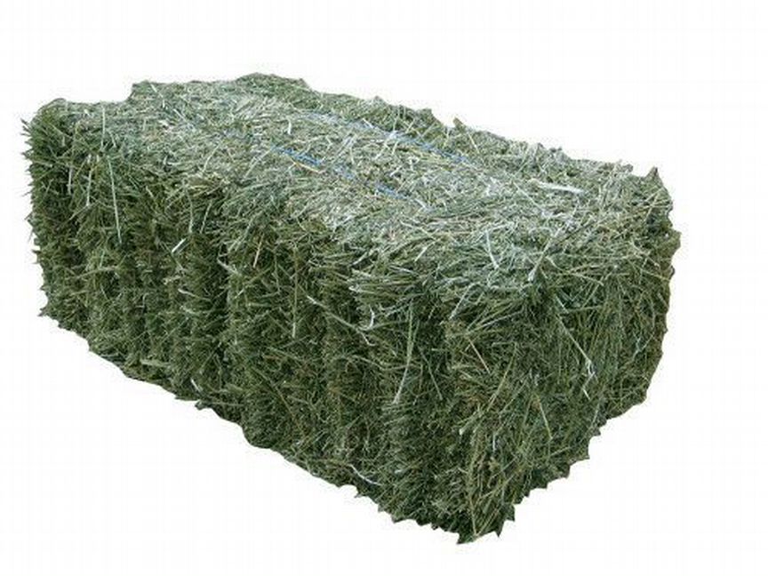 Люцерна