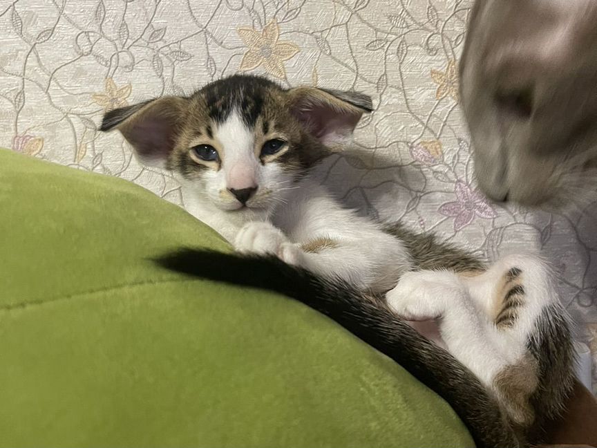 Ориентальные котята wcf