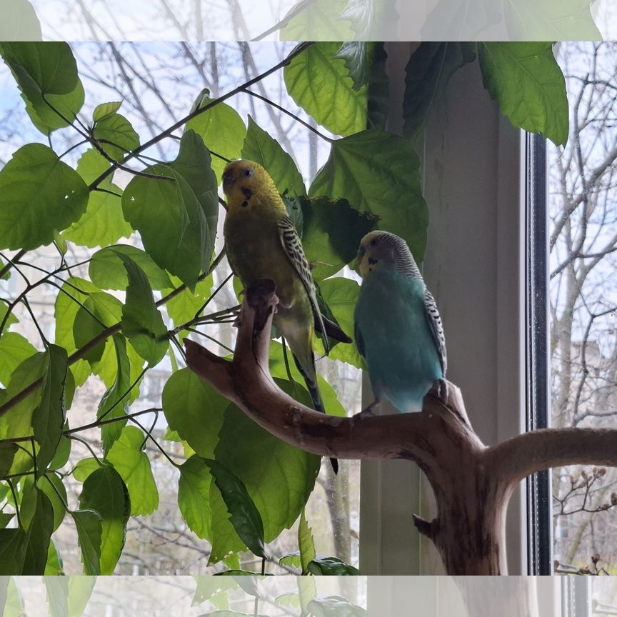 Волнистый попугай с клеткой