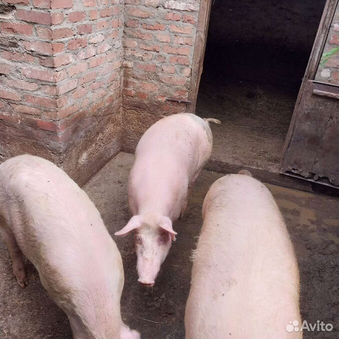 Живые свиньи на мясо