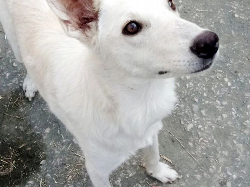 В добрые руки