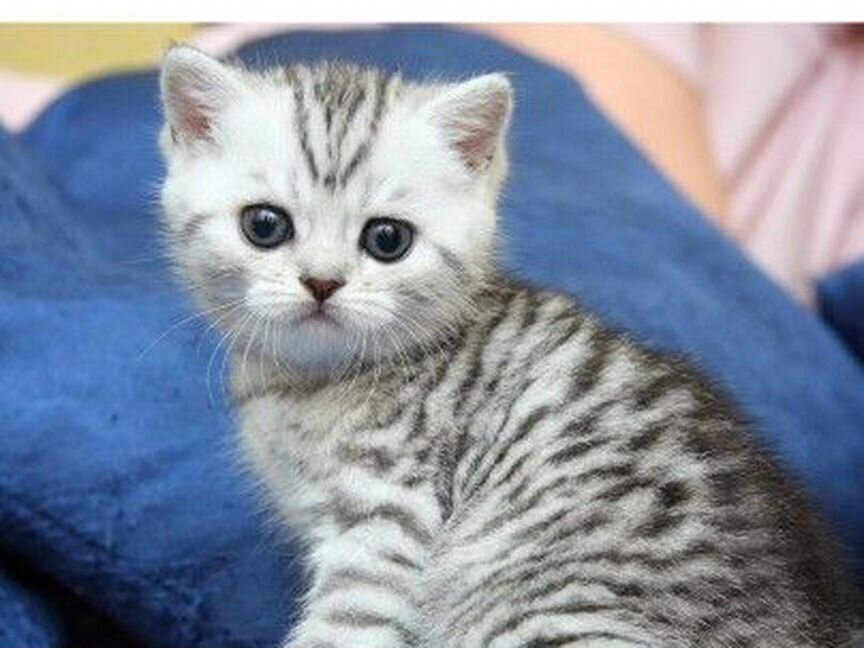 Британские котята вискас
