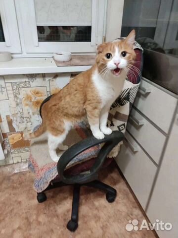 У меня никого нет. Нужен дом