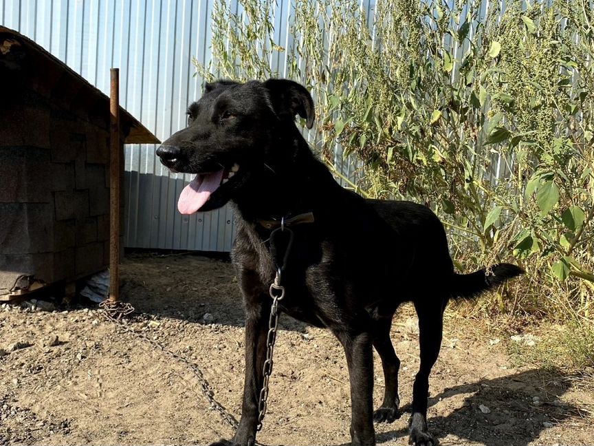 Статный мальчик Спайк