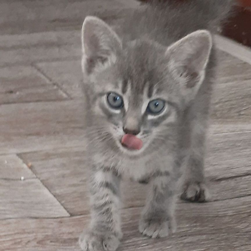 Милый,умный котенок