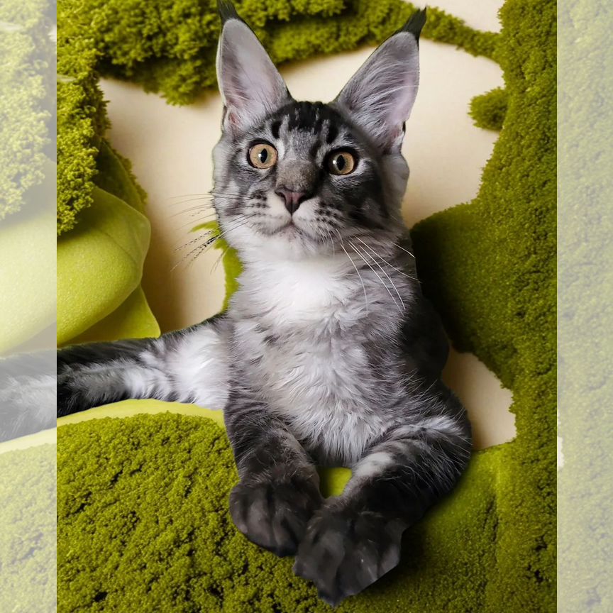 Мейн-кун котёнок