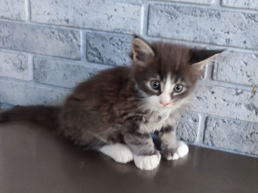 Кот полидакт мейн-кун